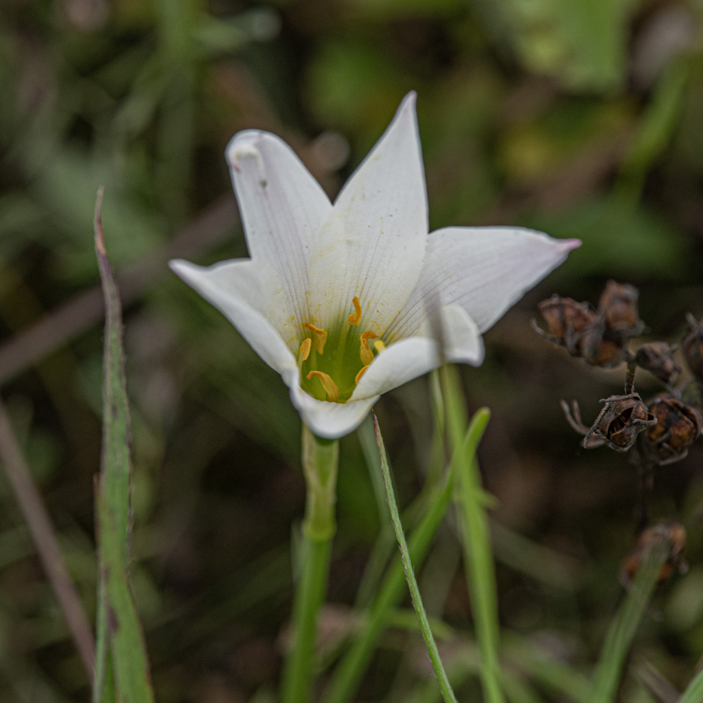White rain-lily from Rincon del Socorro, Corrientes Province, Argentina ...