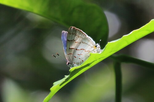 Observations by ross_field · iNaturalist