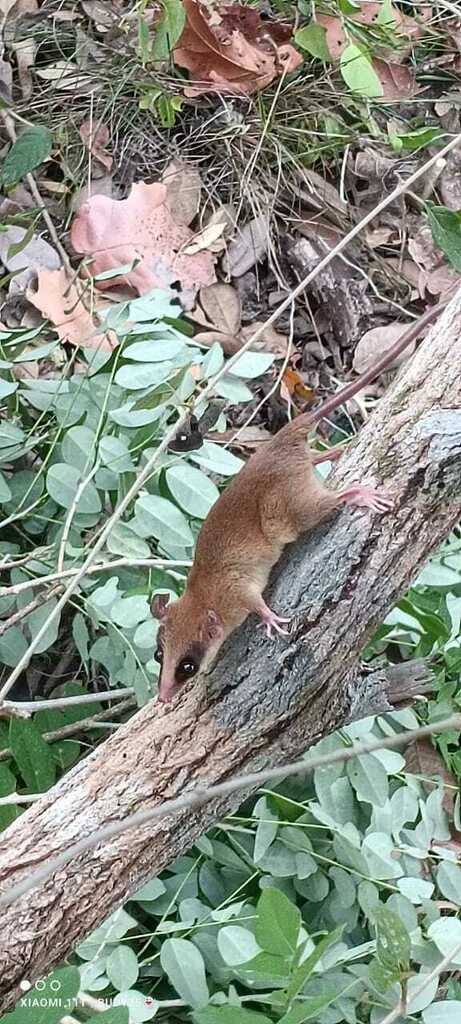 Mexican Mouse Opossum from Tizimín, Yuc., México on September 29, 2023 ...