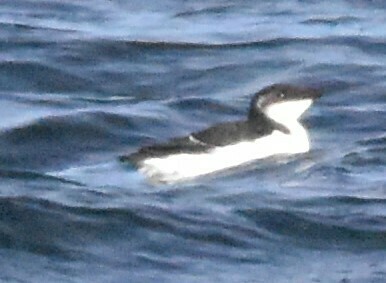 Razorbill in November 2023 by Bill Ryerson · iNaturalist