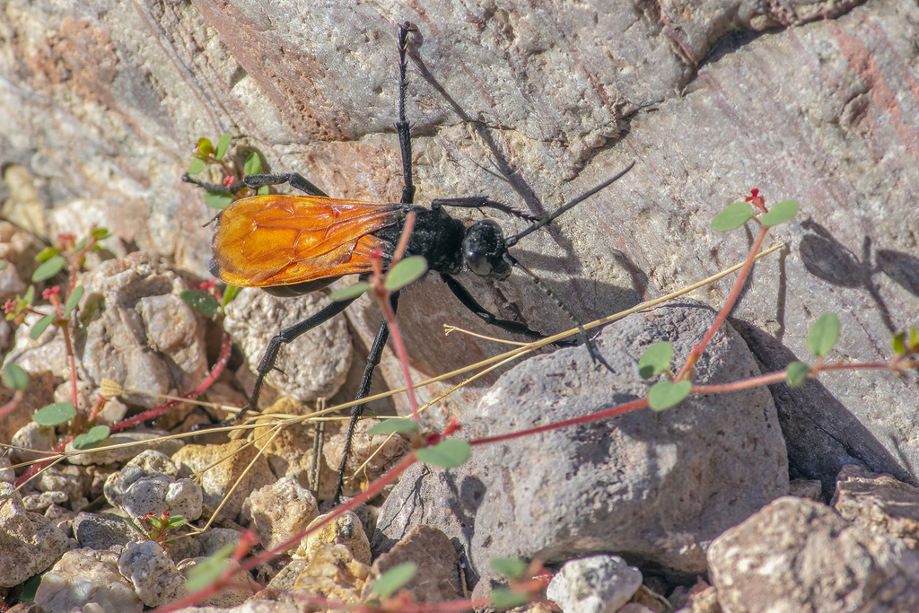Thisbe's Tarantula-hawk Wasp from Maricopa County, AZ, USA on November ...