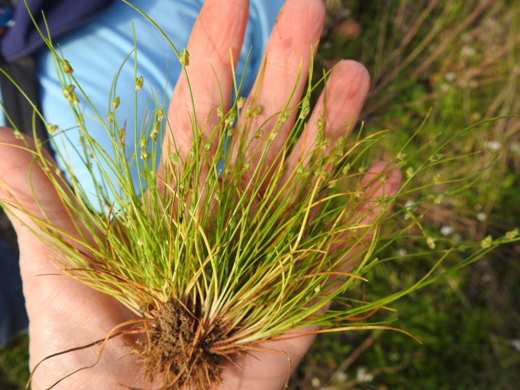 Keeled bulrush from Bastrop, Texas, United States on March 28, 2019 at ...