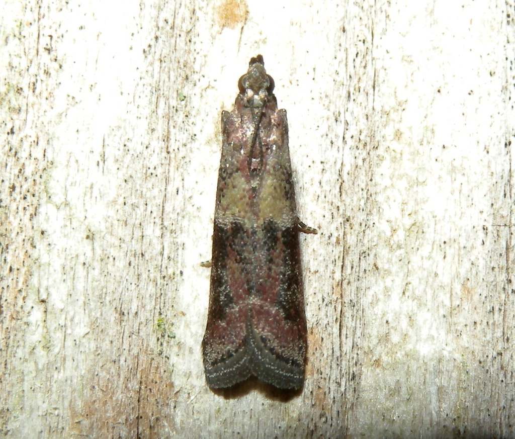 Reddish Ephestiodes Moth from Long Island, Southold, NY, US on October ...