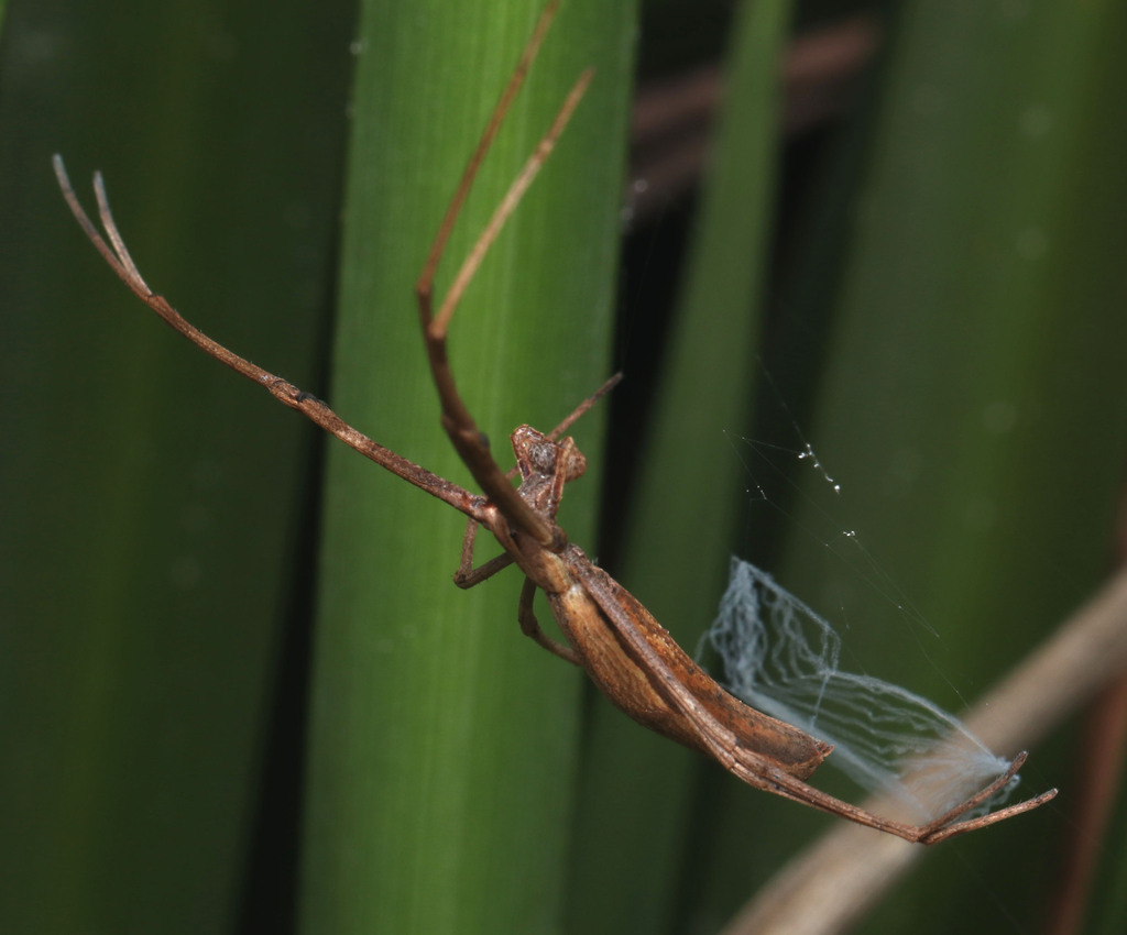 Rufous Net-casting Spider in October 2023 by juliegraham173 · iNaturalist
