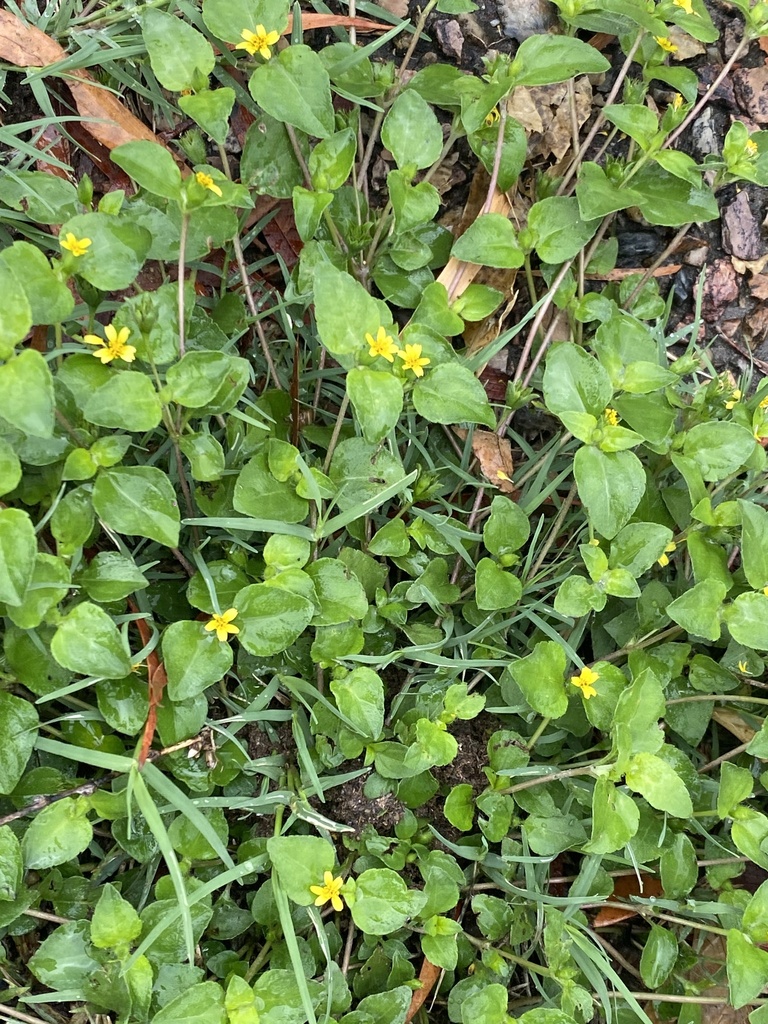 straggler daisy from Homewood Pl, Carindale, QLD, AU on November 22 ...