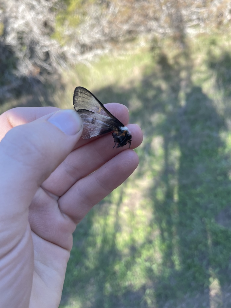 Texas Buck Moth from Meridian State Park, Meridian, TX, US on November ...