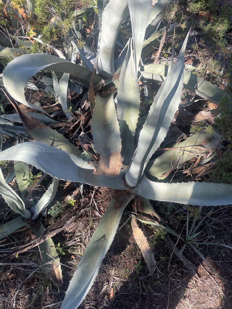 American century plant from Meridian State Park, Meridian, TX, US on ...