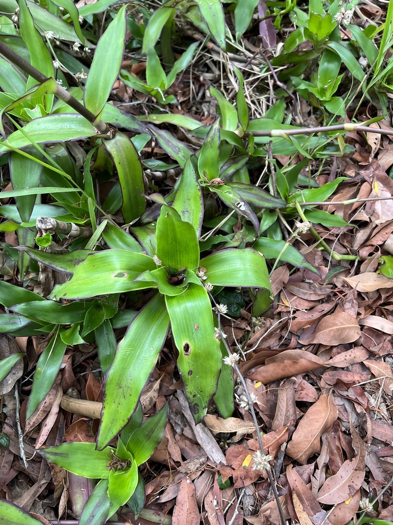 False Bromeliad Plant from Bribie Island Sports Complex, Bongaree, QLD ...