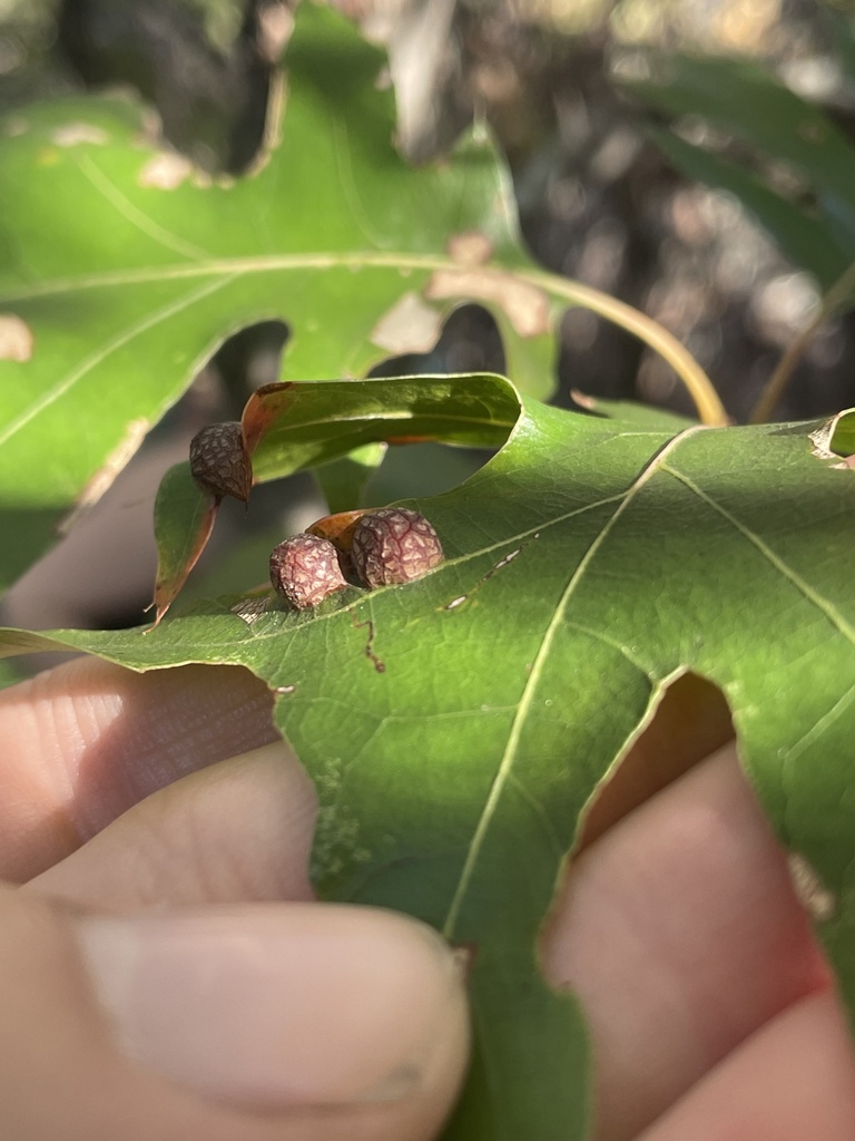 Oak Leaf Gall Midge from Meridian, TX, US on November 20, 2023 at 03:10 ...