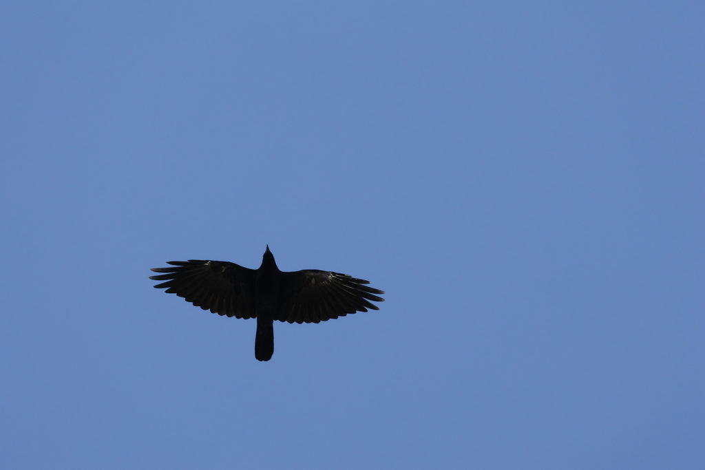 Fish Crow from Cecil County, MD, USA on November 3, 2023 at 09:34 AM by ...
