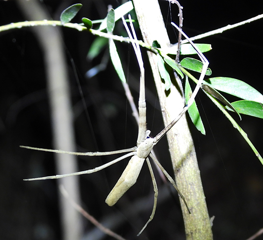 Rufous Net-casting Spider from Dam Rd, Bunyaville Conservation Park ...