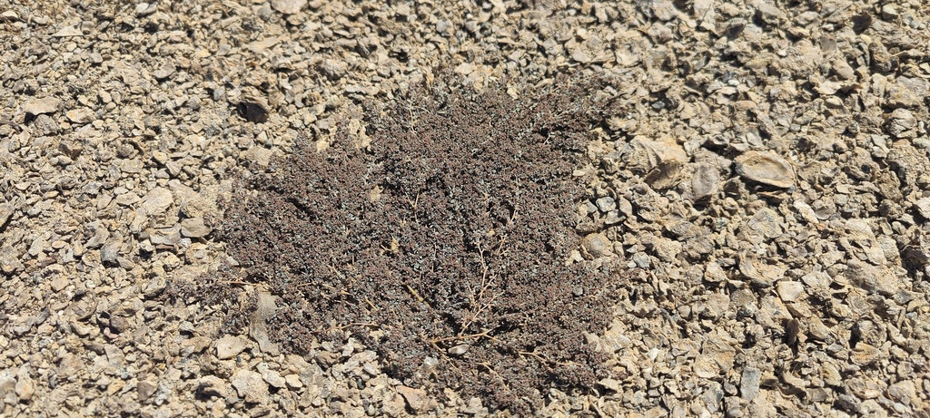 Sonoran Sandmat from San Diego County, CA, USA on November 21, 2023 at ...