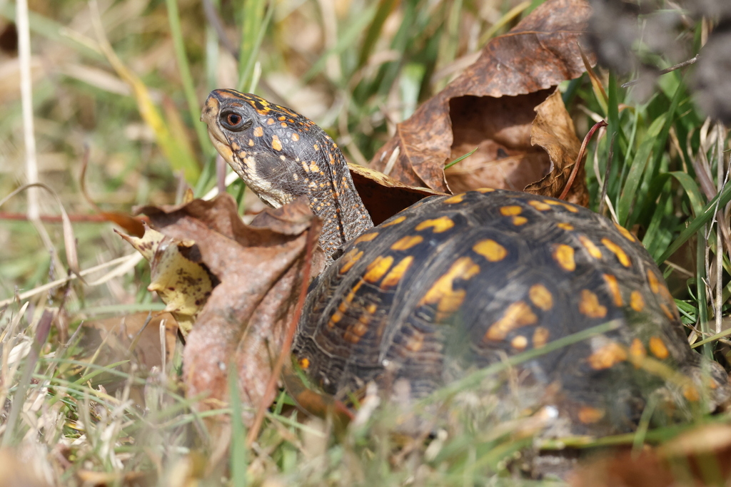 Common Box Turtle in November 2023 by aaronr · iNaturalist
