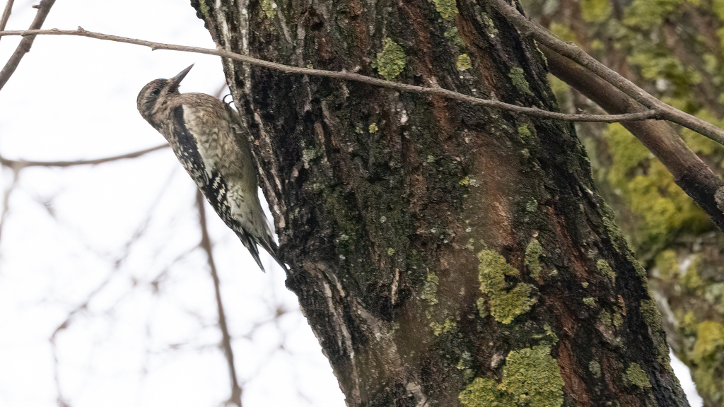 Yellow-bellied Sapsucker from Mount Vernon, WA, USA on November 19 ...