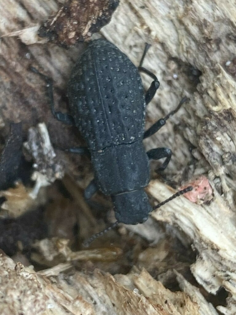 Polypleurus perforatus from Worcester County, MD, USA on June 3, 2023 ...