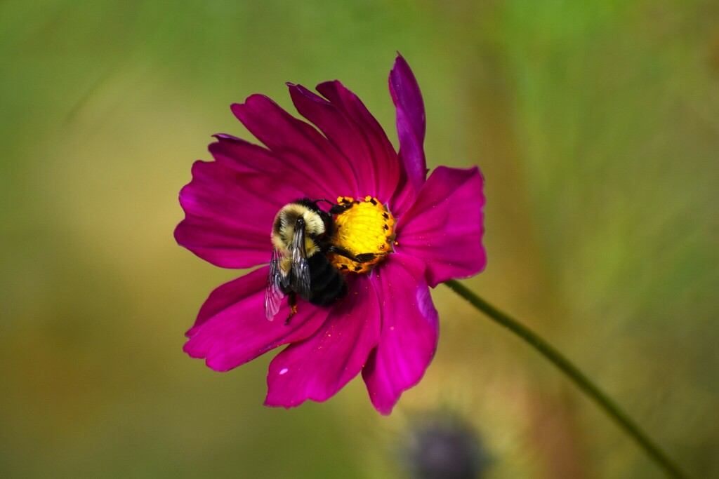 Common Eastern Bumble Bee from Pinson, AL on October 20, 2023 at 12:13 ...