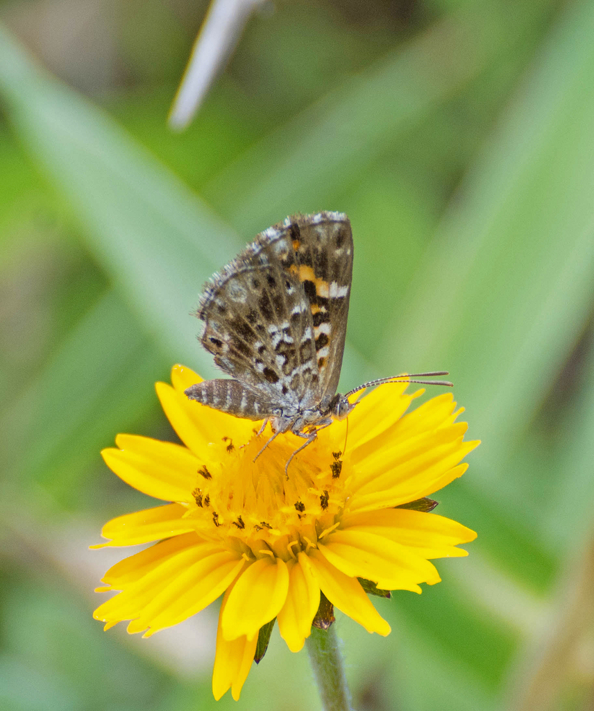 Aricoris from Porciúncula, RJ, 28390-000 on October 29, 2023 at 11:31 ...