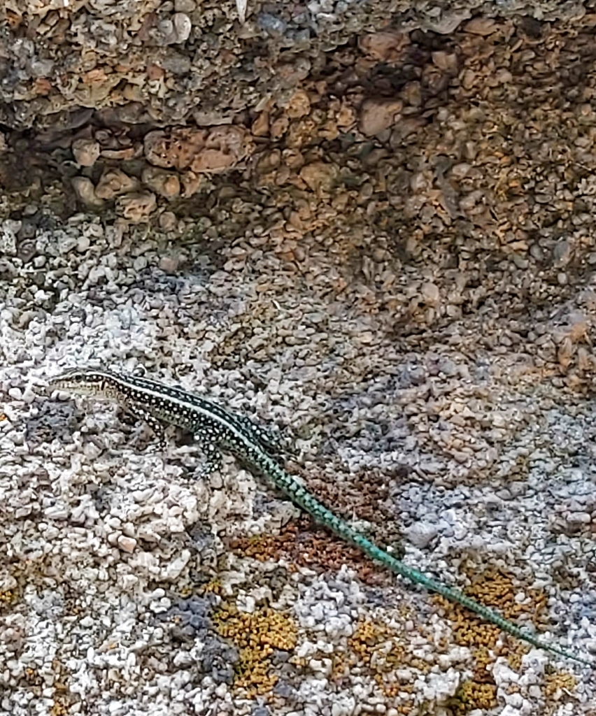 Pelasgian Rock Lizard from Deuar, Rodos 851 00, Greece on October 26 ...