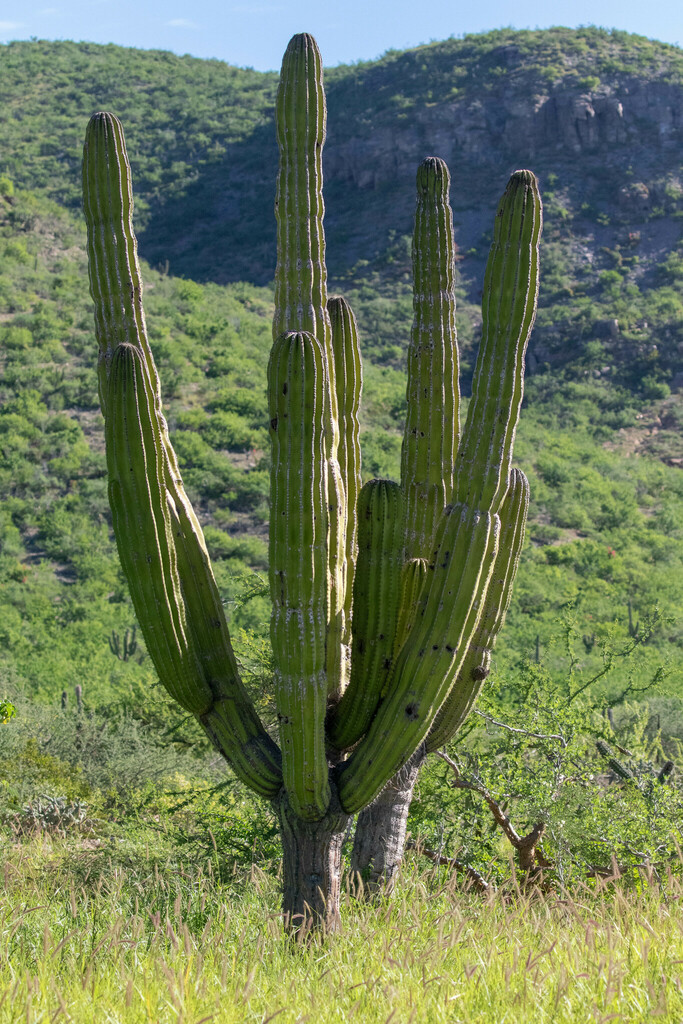 Mexican Giant Cactus from Todos Santos, B.C.S., Mexico on November 15 ...