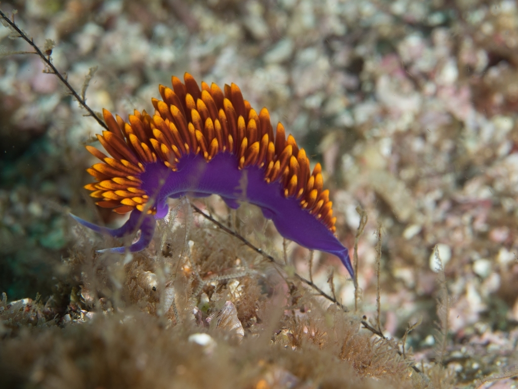 Spanish Shawl from Loreto, MX-BS, MX on September 2, 2016 at 04:55 PM by Fernando Olea · iNaturalist