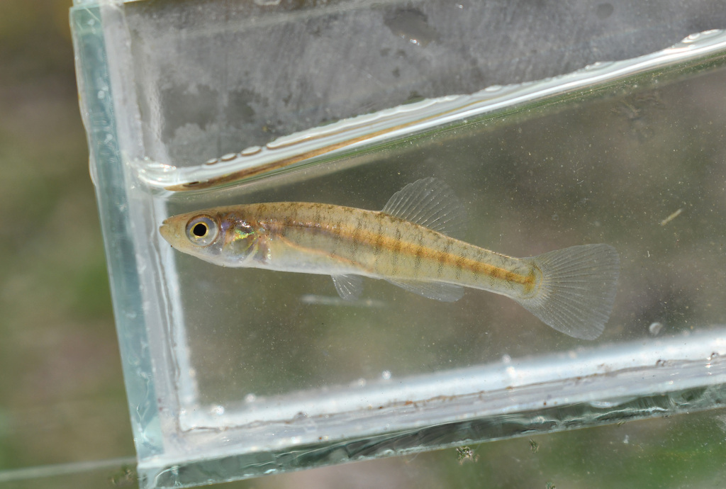 Eastern Banded Killifish from Travilah, MD, USA on February 23, 2023 at ...