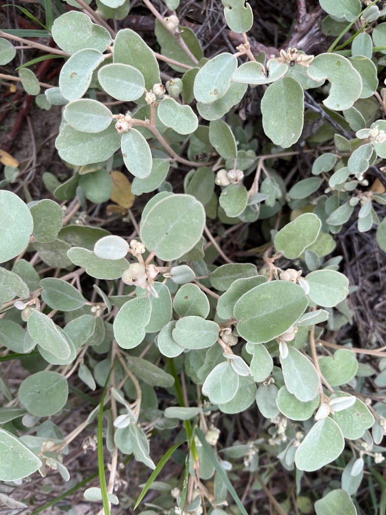 Beach Croton from Grand Isle, Grand Isle, LA, US on November 21, 2023 ...
