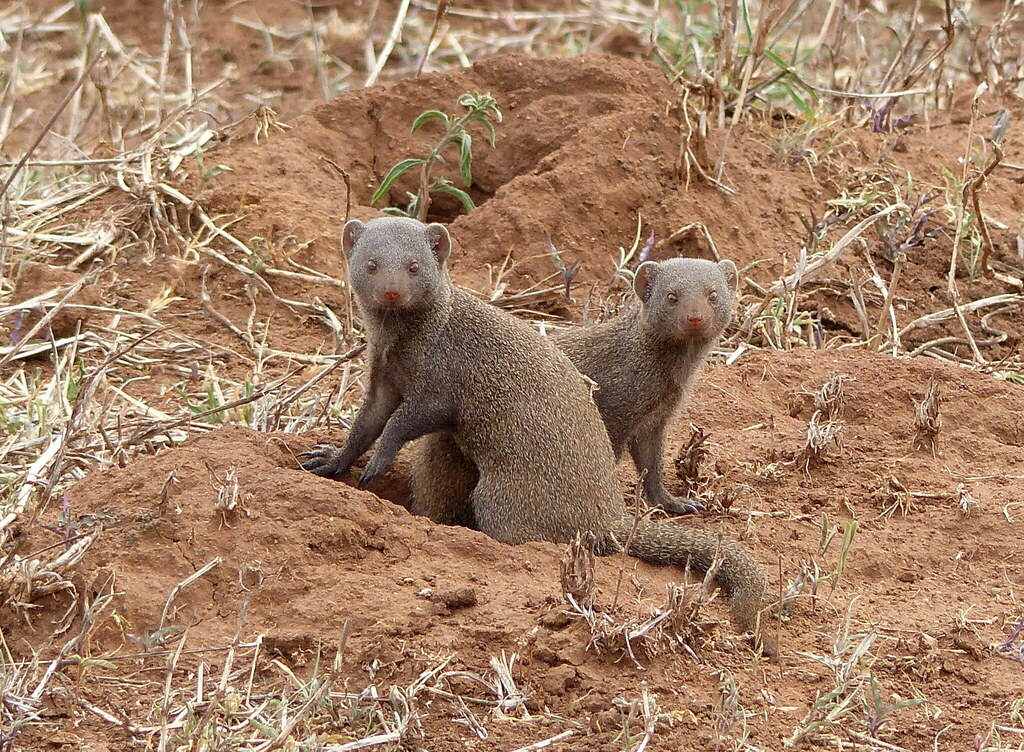 Common Dwarf Mongoose from Tshokwane Picnic Spot, Kruger, Ehlanzeni ...