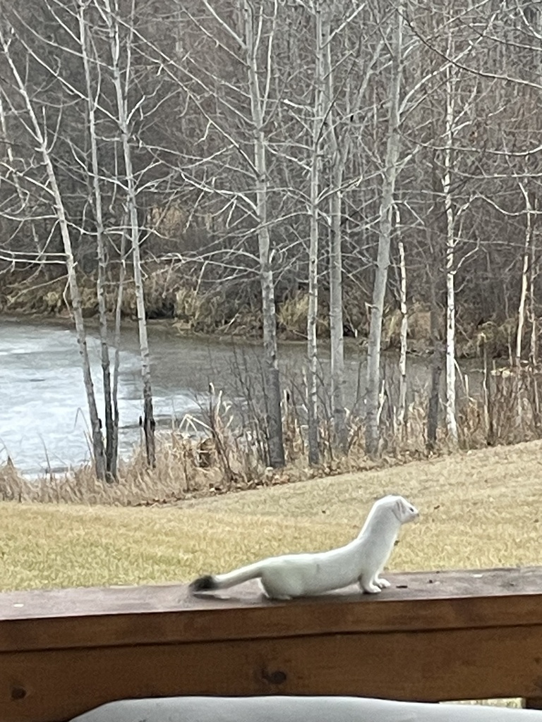 Short-tailed Weasel from Thorhild County, AB, CA on November 21, 2023 ...