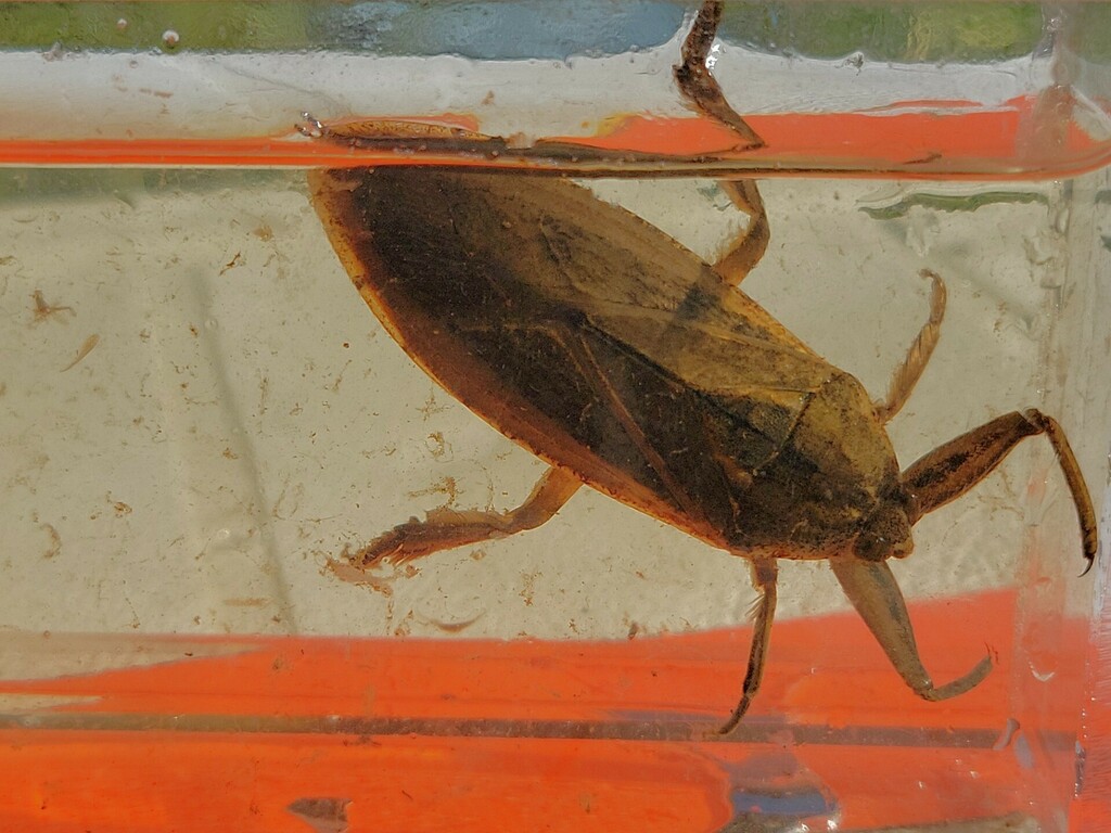 American Giant Water Bug from Wood Buffalo, AB, Canada on September 21 ...