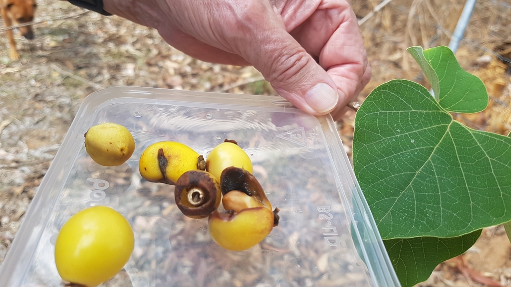 Kashmir tree from HX6J+7R, Holtze NT 0829, Australia on November 22 ...