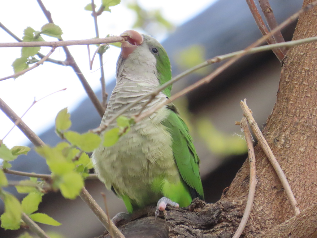 Monk Parakeet from South Side, Chicago, IL, USA on April 30, 2023 at 09 ...