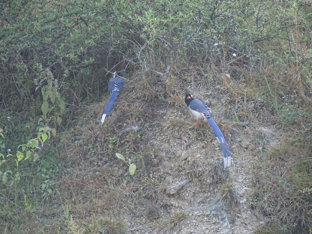 Red-billed Blue-Magpie from asia on August 9, 2016 at 07:16 PM by ...