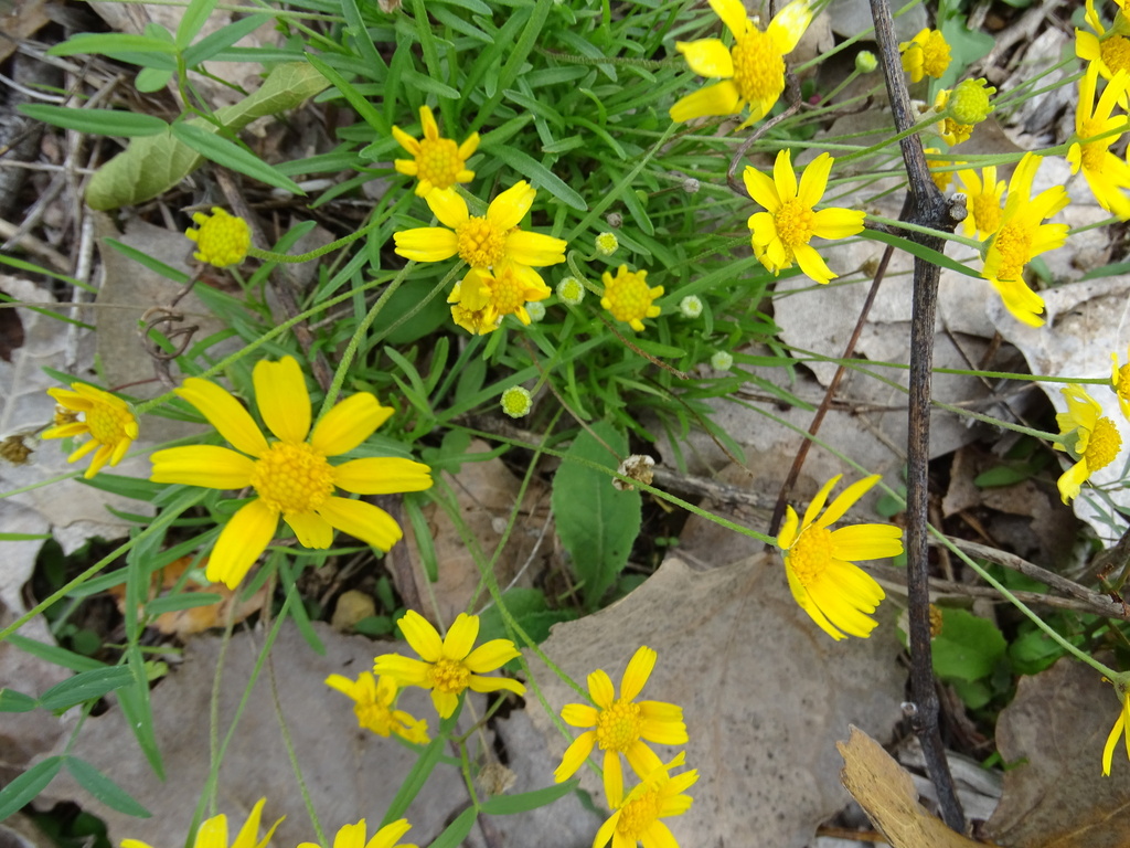 Four-nerved Daisies from Meridian State Park, Meridian, TX, US on ...