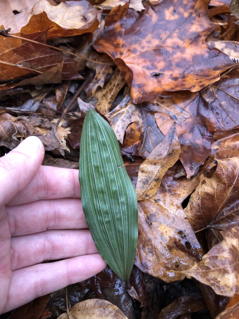 putty root from Berry, KY, US on November 21, 2023 at 03:12 PM by ...