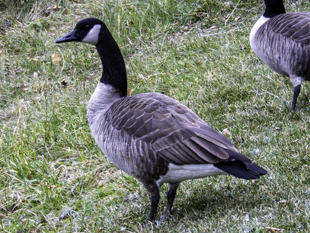 Canada Goose from Cambridge, ON, Canada on November 21, 2023 at 07:47 ...