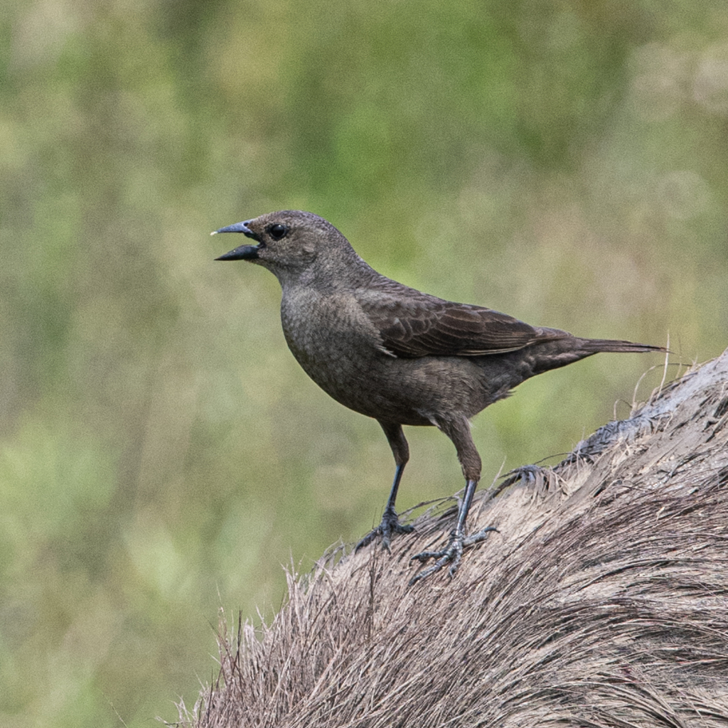 Shiny Cowbird from Rincon del Socorro, Corrientes Province, Argentina ...
