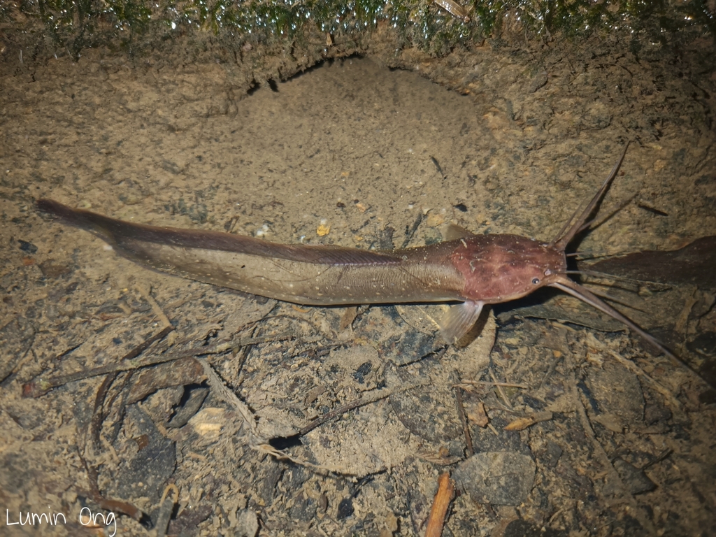 Slender Walking Catfish in October 2023 by Lumin Ong · iNaturalist