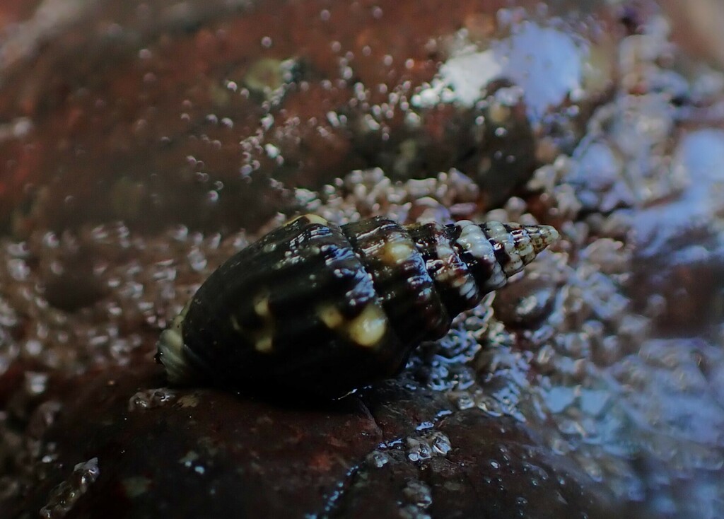 Anachis from Puntarenas Province, Quepos, Costa Rica on November 20 ...