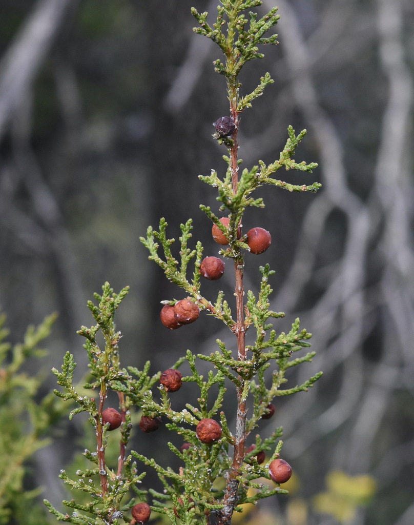 redberry juniper from Brewster County, TX, USA on November 17, 2023 at ...