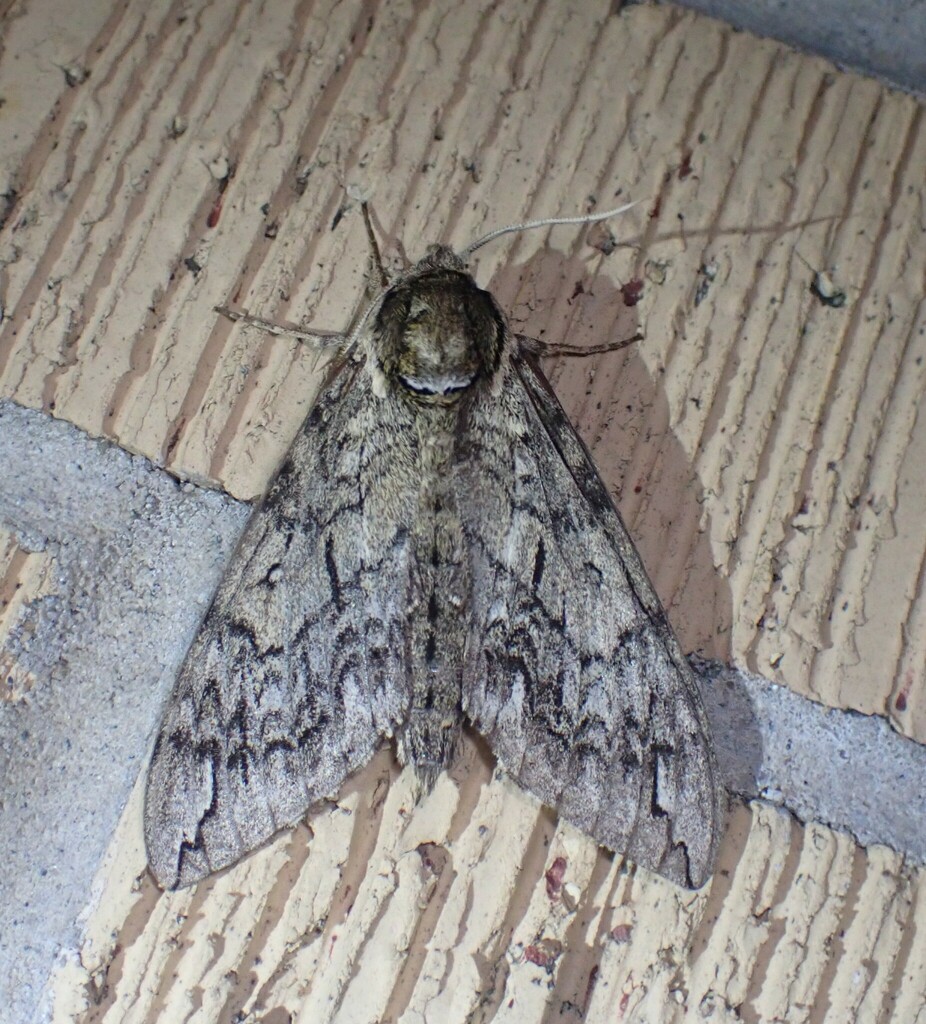 Waved Sphinx in July 2022 by Angus Mossman. At building lights left on ...