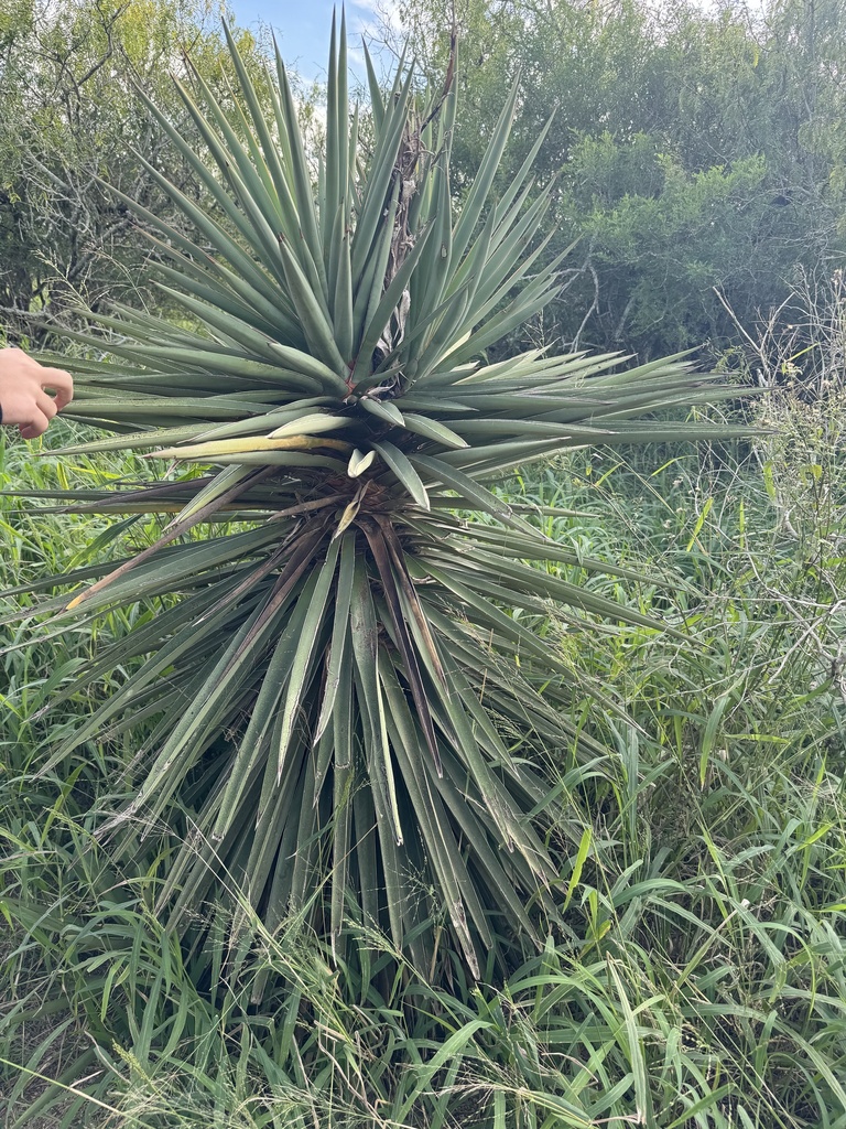 Spanish dagger from Corpus Christi, TX, US on November 21, 2023 at 03: ...