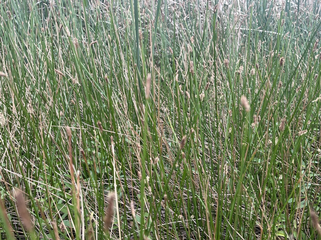 Sharp Spike Sedge from Melbourne VIC, Australia on November 14, 2023 at ...