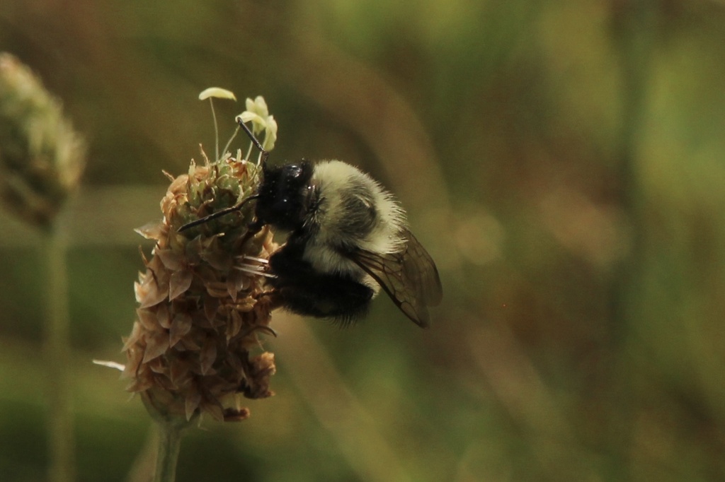 Common Eastern Bumble Bee from SR-671, Hillsboro, VA, US on July 22 ...