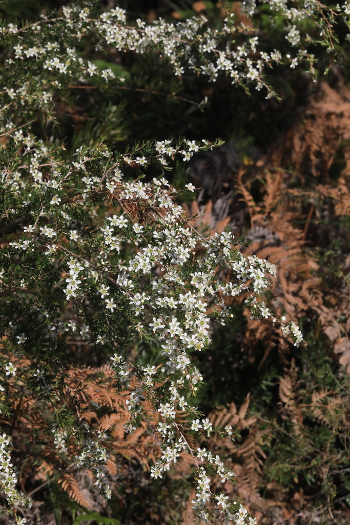 Tantoon from Central Coast NSW, Australia on October 10, 2023 at 08:52 ...