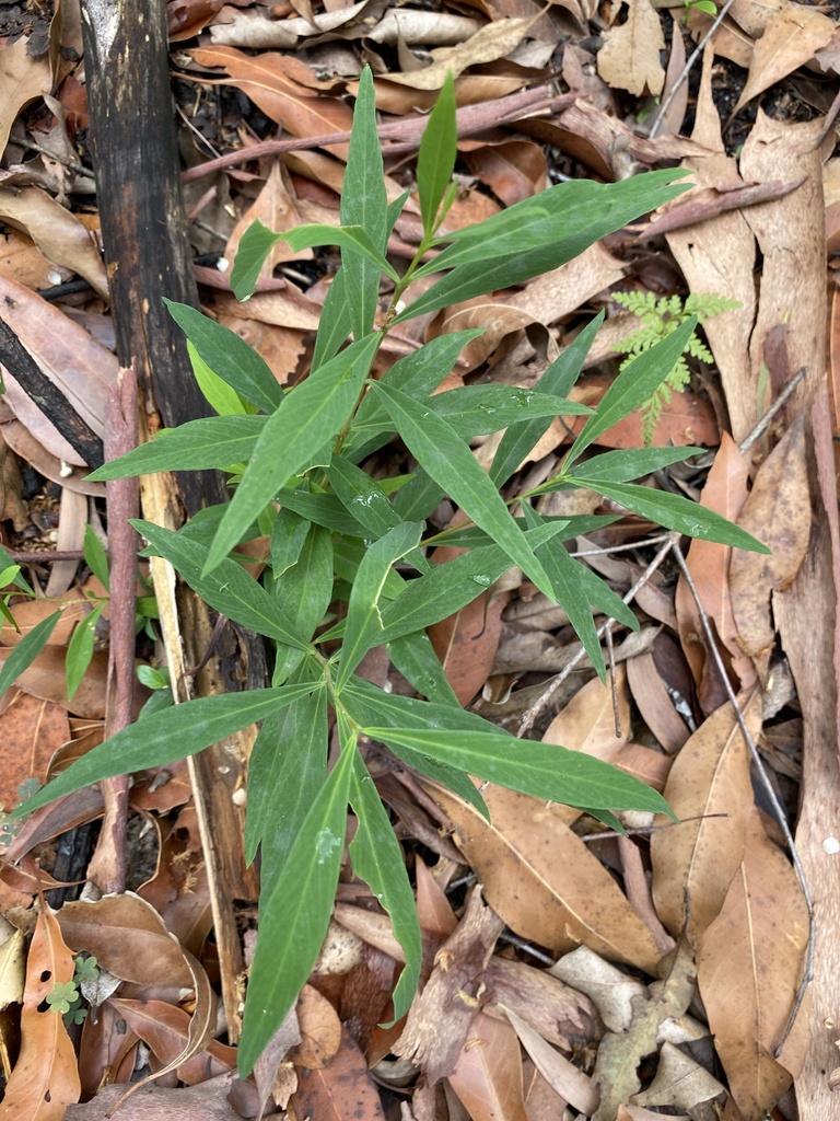 Bootlace Plant from Ben Bennett Bushland Park, Caloundra, QLD, AU on ...
