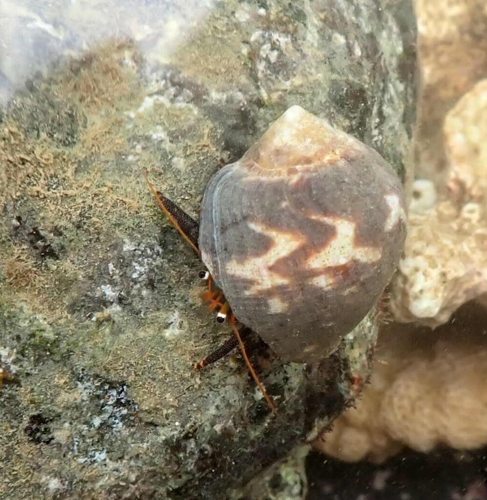 Gourd Rock Snail from Puntarenas Province, Quepos, Costa Rica on ...
