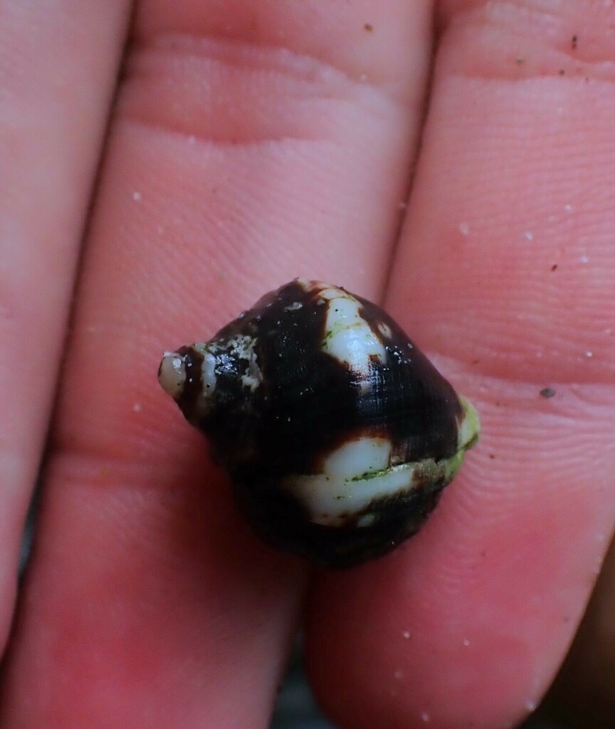 Gourd Rock Snail from Puntarenas Province, Quepos, Costa Rica on ...