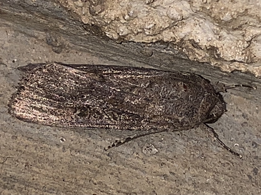 Fall Armyworm Moth from camp mohawk, TX, US on November 21, 2023 at 03: ...