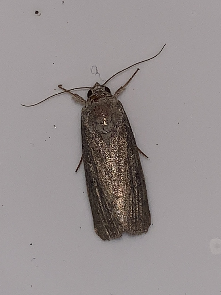 Fall Armyworm Moth from camp mohawk, TX, US on November 21, 2023 at 03: ...