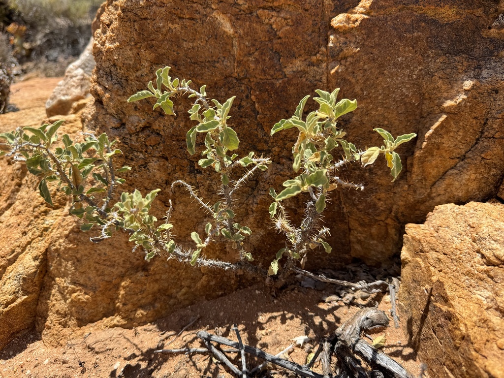 Solanum burchellii from Steinkopf Rural, Springbok, NC, ZA on October ...